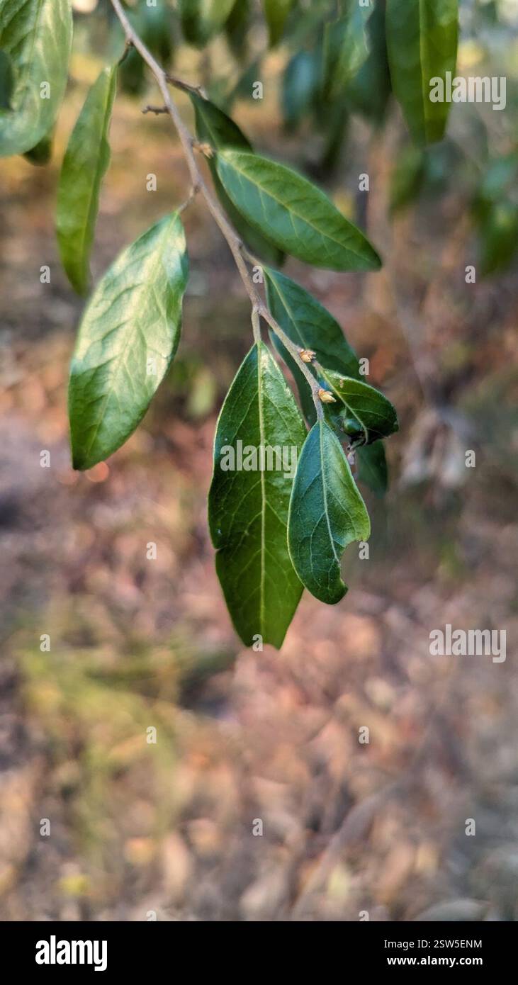 Long-leaved Bitter Bark (Petalostigma triloculare), Plantae, Daisy Hill ...
