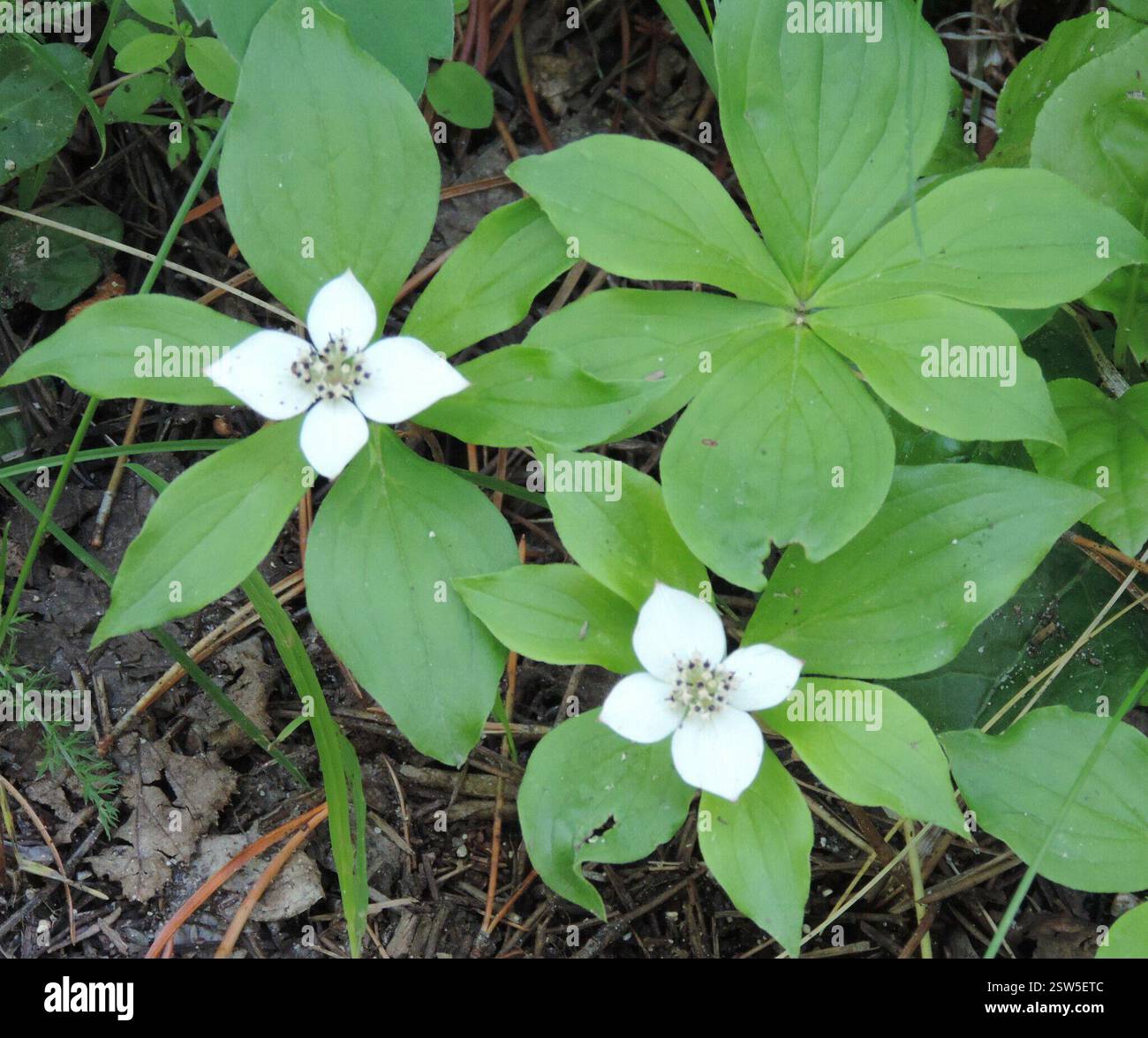 Canadian bunchberry (Cornus canadensis), Plantae, Kootenay Boundary, BC ...