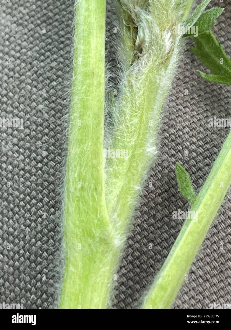 Fern-leaf Yarrow (Achillea filipendulina), Plantae, Mt. Baker ...