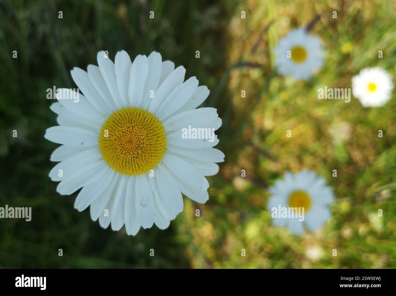 oxeye daisy (Leucanthemum vulgare), Plantae, 4782 St. Vith, Belgien ...