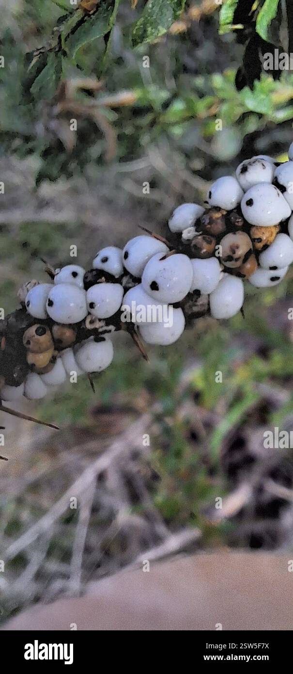 Wattle Tick Scale (Cryptes baccatus), Insecta, Woodcroft SA 5162 ...
