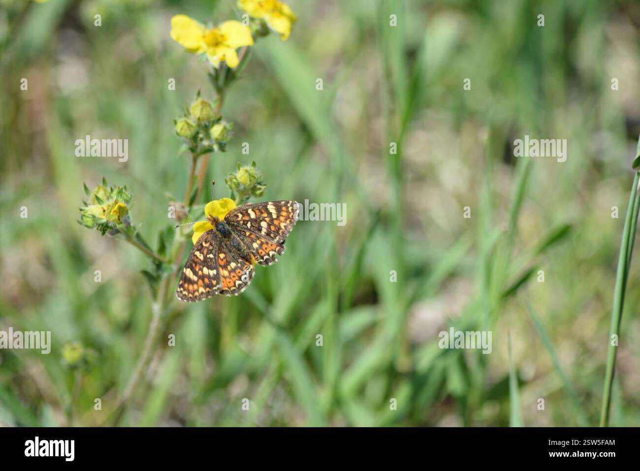 Field Crescent (Phyciodes pulchella), Insecta, Copper Mtn Willis FSR ...