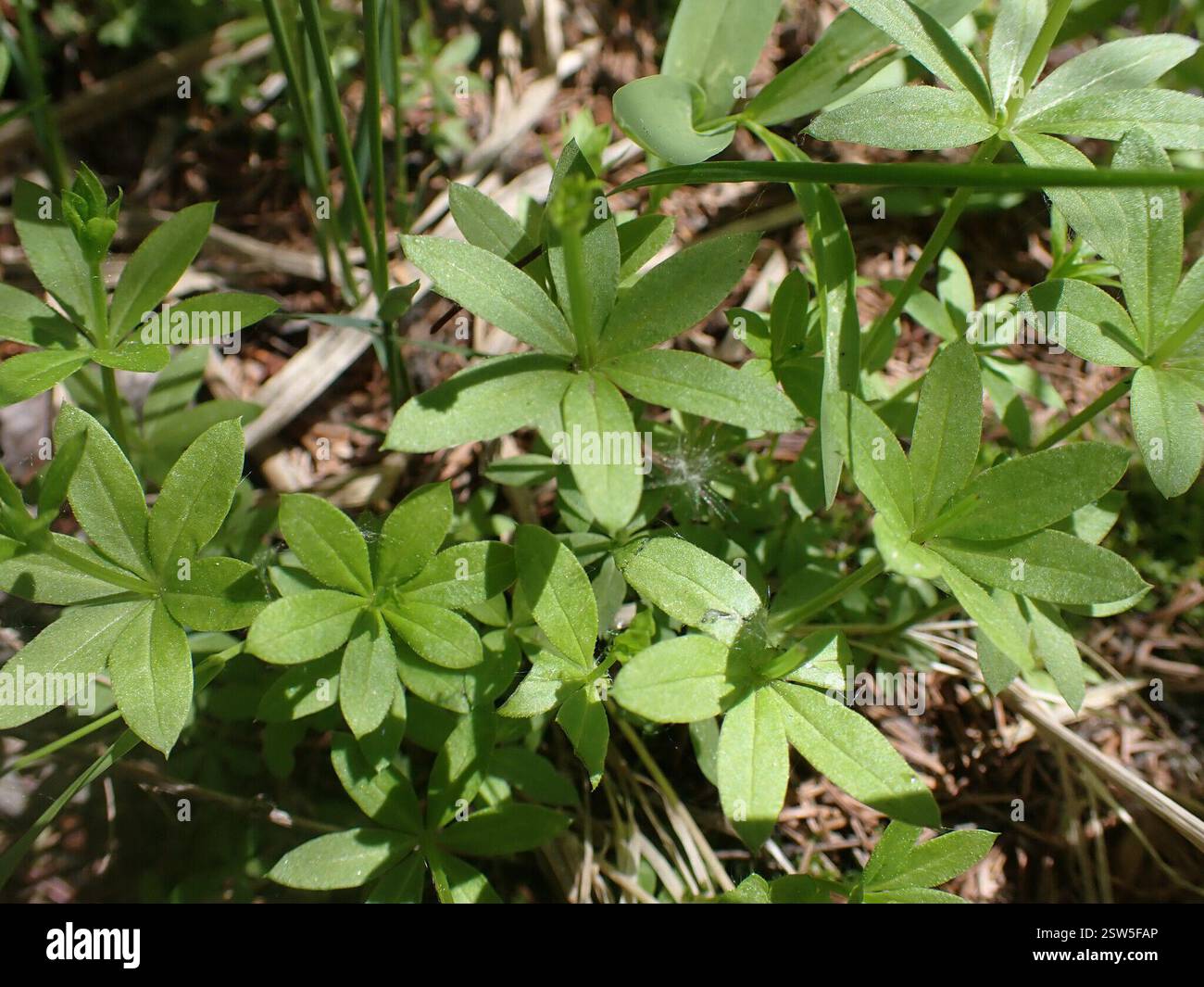 fragrant bedstraw (Galium triflorum), Plantae, Thompson-Nicola, BC ...