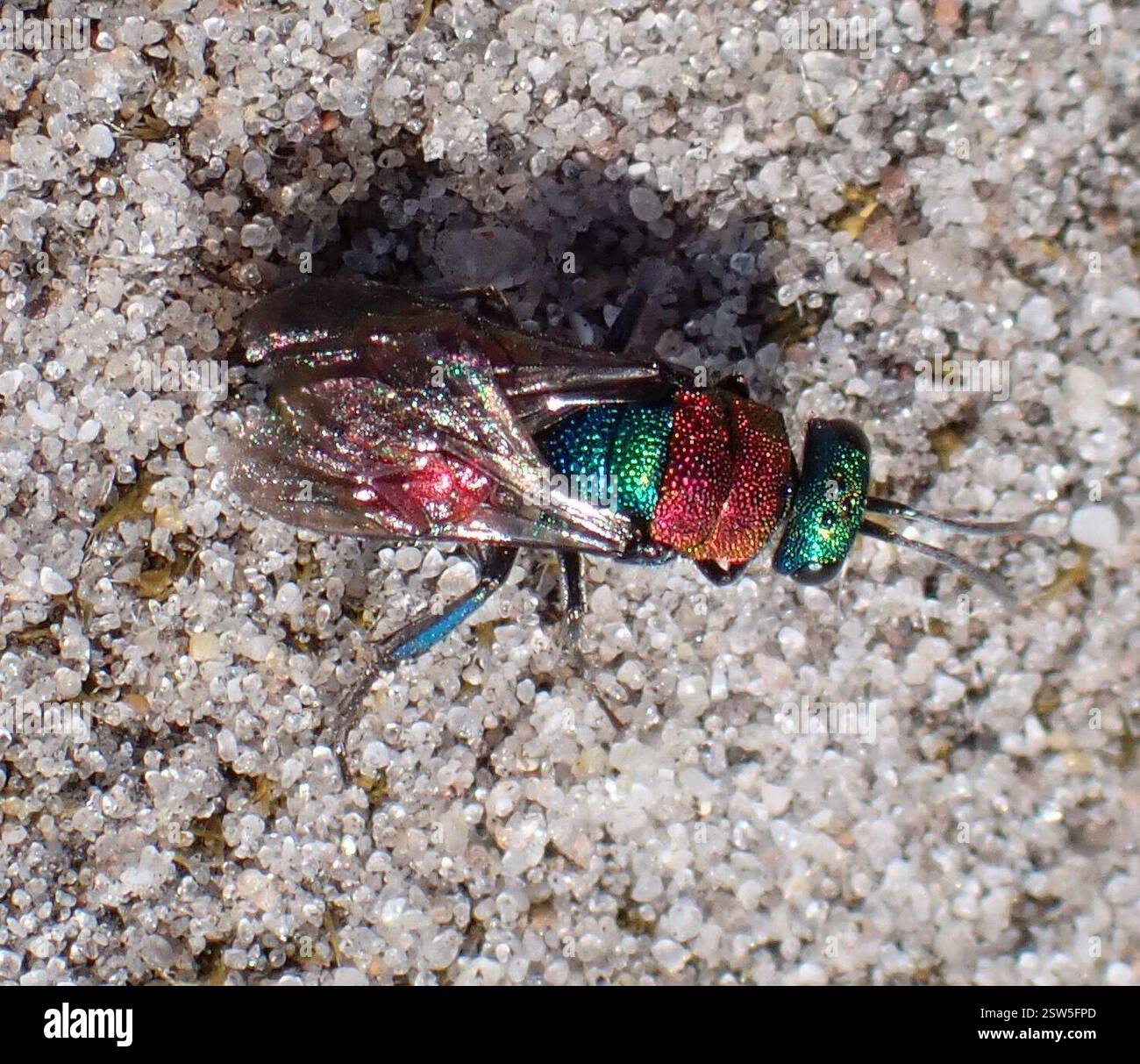 (Hedychrum), Insecta, Utrechtse Heuvelrug National Park, Leersum ...