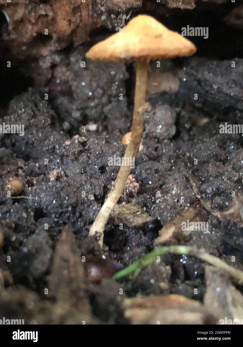 Chip Cherries (Leratiomyces ceres), Fungi, Maryland, US Stock Photo - Alamy