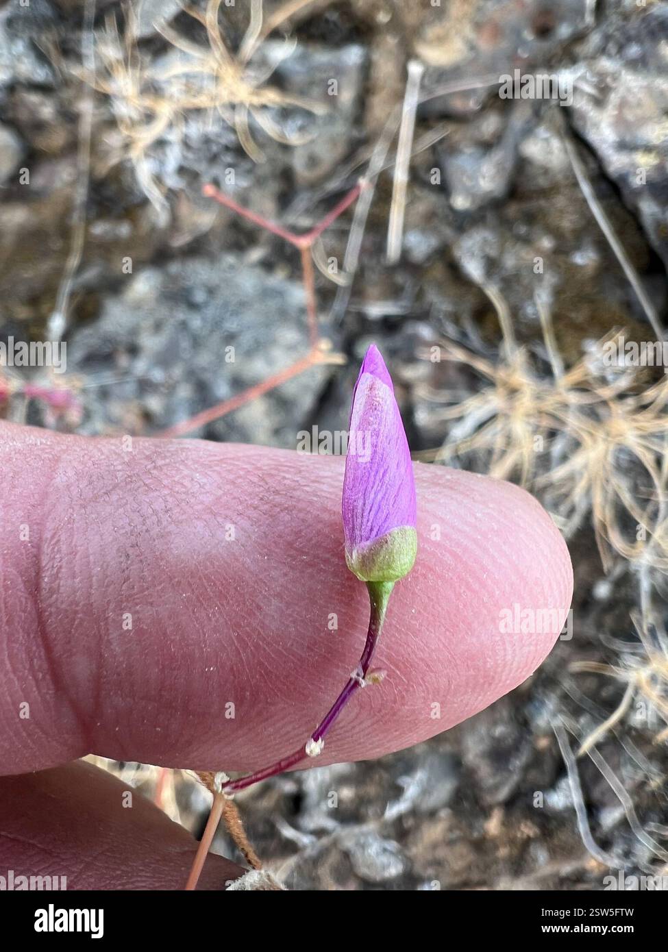 Spiny Fameflower (Phemeranthus spinescens), Plantae, Quincy, WA, US ...