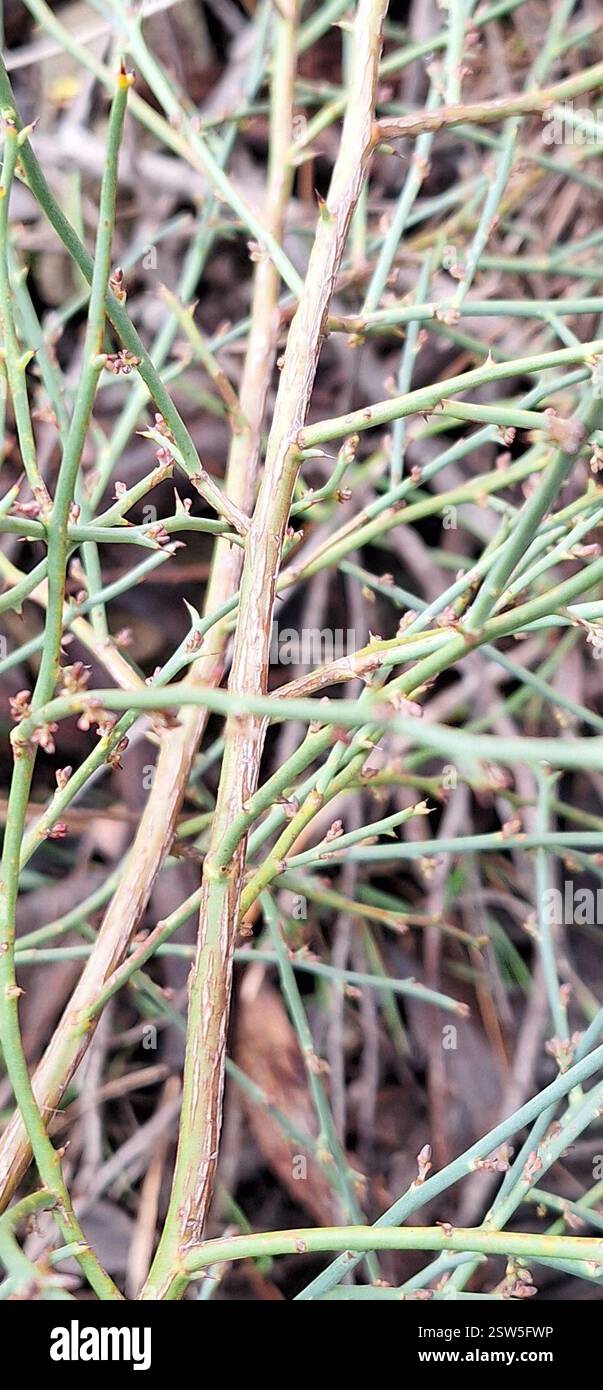 Leafless Bitter-pea (Daviesia brevifolia), Plantae, Bridgewater SA 5155 ...
