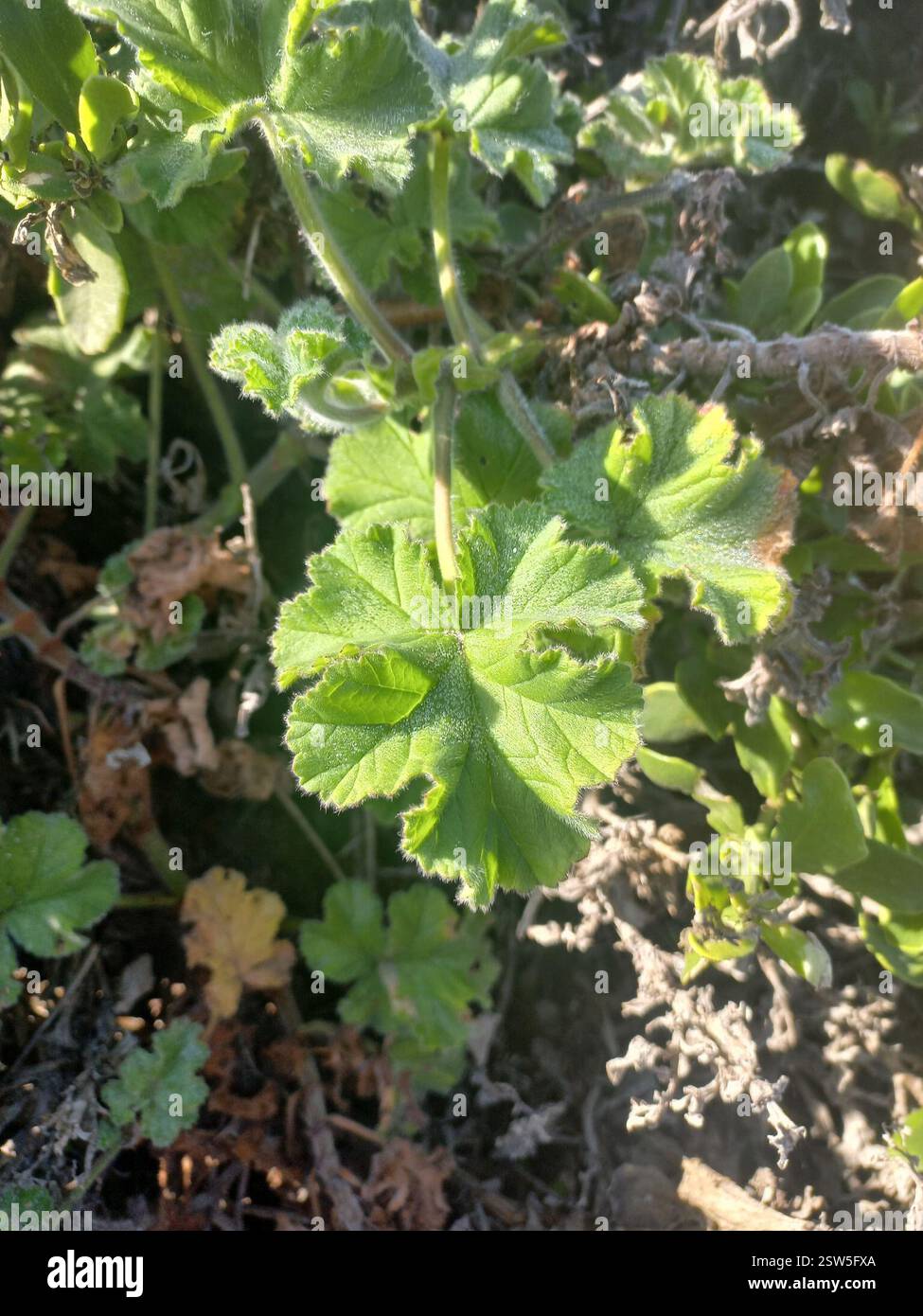 rose-scented geranium (Pelargonium capitatum), Plantae, Mitchells Plain ...