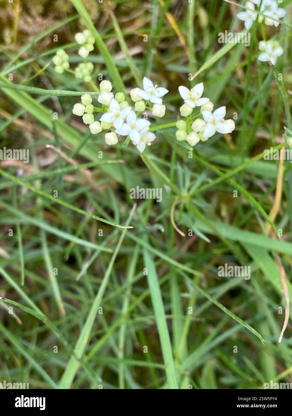 Heath Bedstraw (Galium saxatile), Plantae, Peak District National Park ...