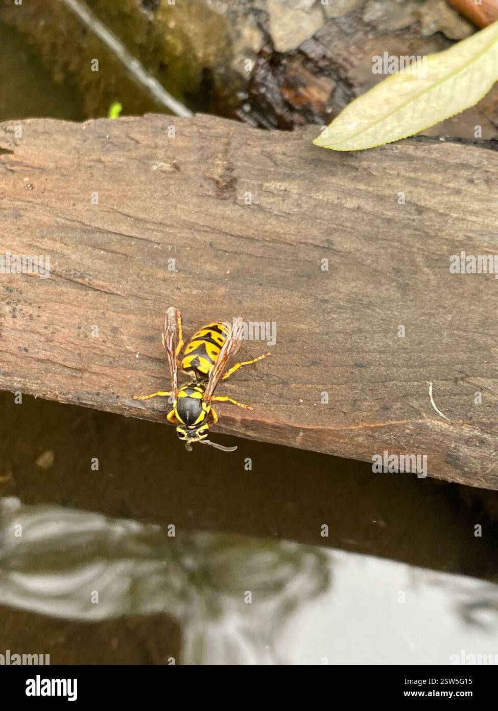 Western Yellowjacket (Vespula pensylvanica), Insecta, Everett Crowley Park, Vancouver, BC, CA ...