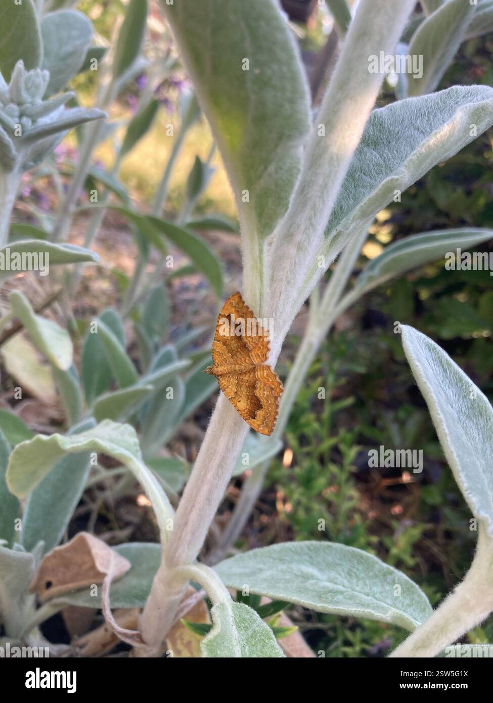 Yellow Shell Moth (Camptogramma bilineata), Insecta, Brook St, Bristol ...