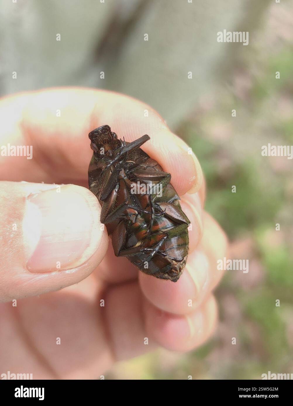 Japanese Drone Beetle (Pseudotorynorrhina japonica), Insecta, Hangzhou ...