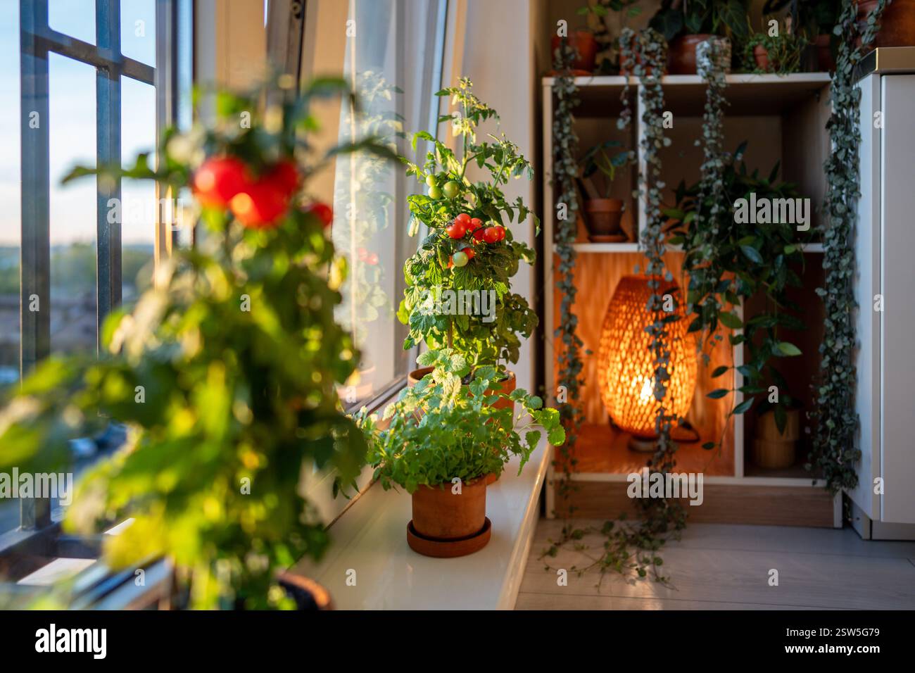 Homegrown small bush of balcony cherry red tomato hi-res stock photography and images - Alamy