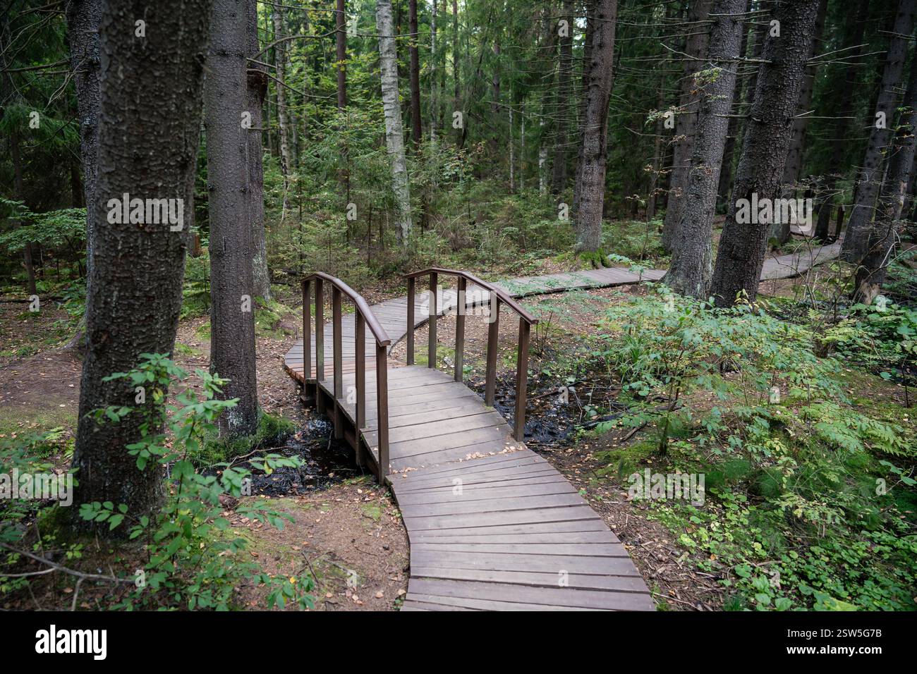 Footbridge through dark coniferous spruce forest hi-res stock ...