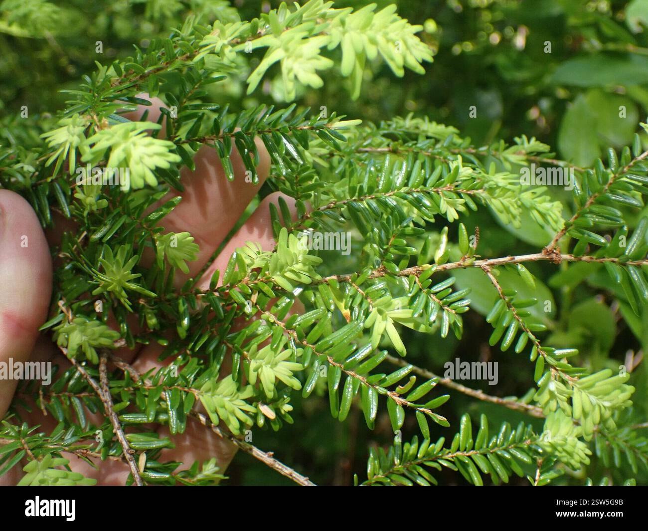 western hemlock (Tsuga heterophylla), Plantae, Strathcona, BC, Canada ...