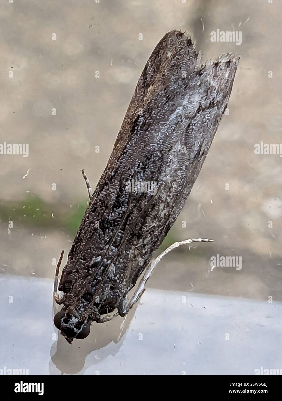 Mediterranean Flour Moth (Ephestia kuehniella), Insecta, Lingwood ...