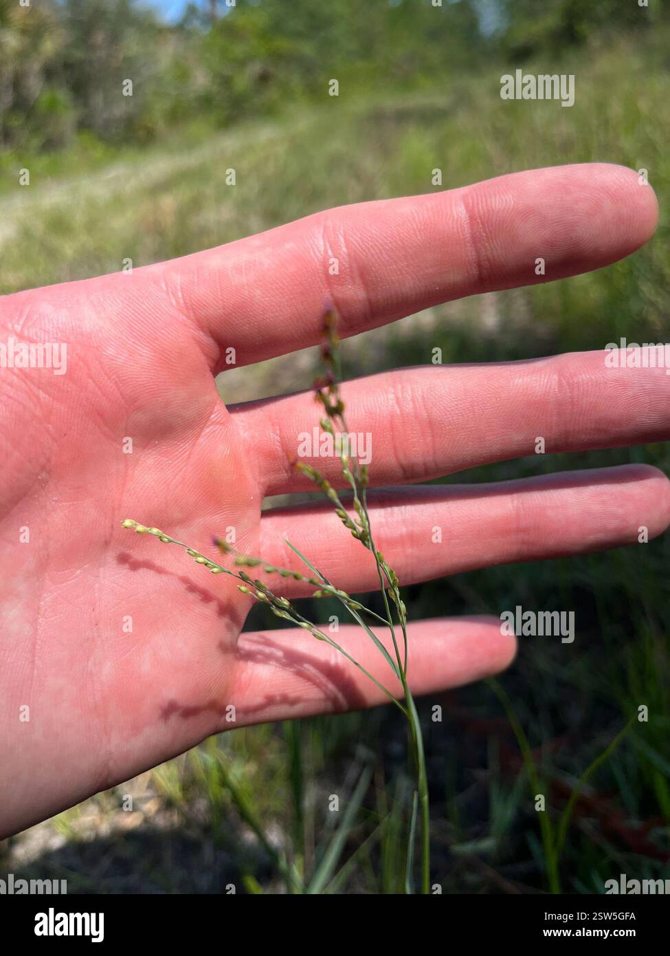 Torpedo grass (Panicum repens), Plantae, Florida, US Stock Photo - Alamy