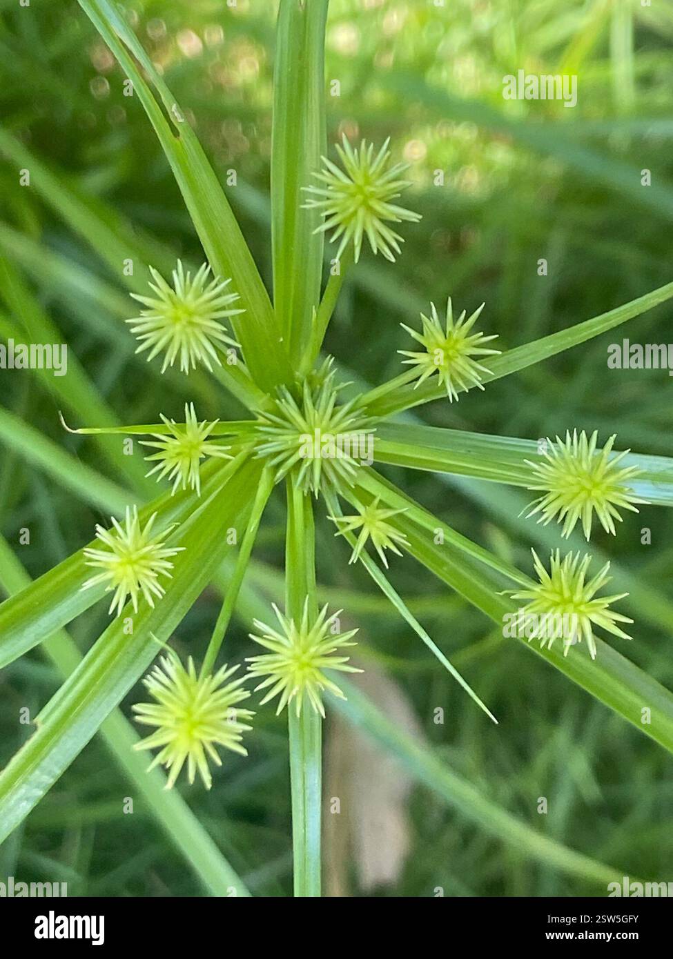 Baldwin's Flatsedge (Cyperus croceus), Plantae, Magnolia Ave, Charlotte ...