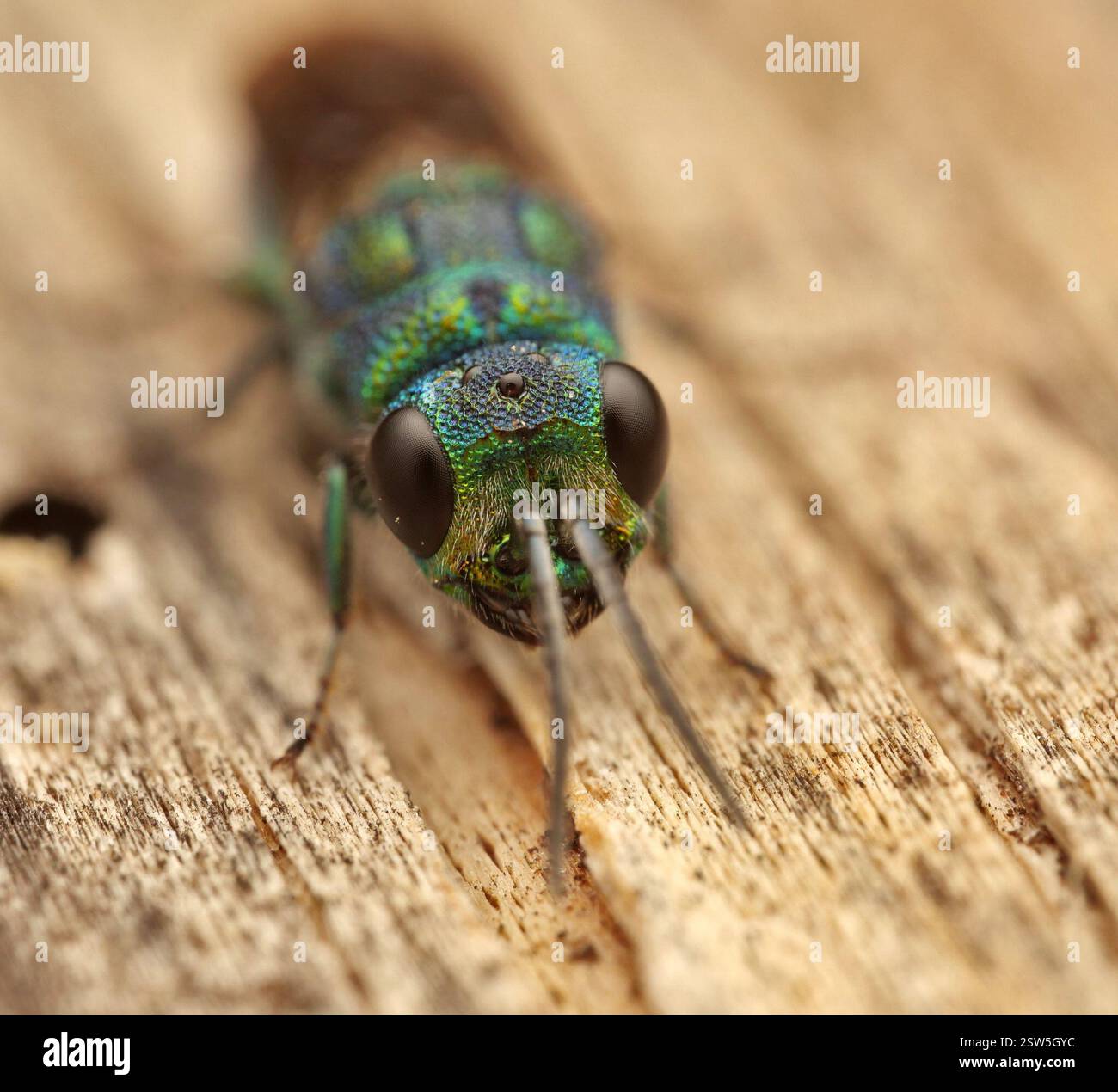 (Chrysis iris), Insecta, Hluboká nad Vltavou, Tschechien Stock Photo ...