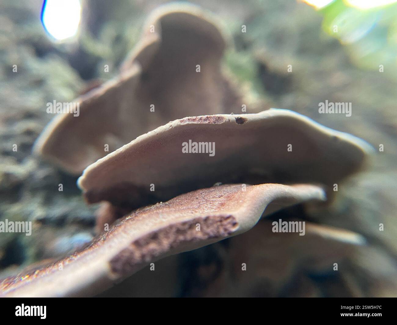 shelf fungi (Polyporales), Fungi, Pahala, HI 96777, USA Stock Photo - Alamy
