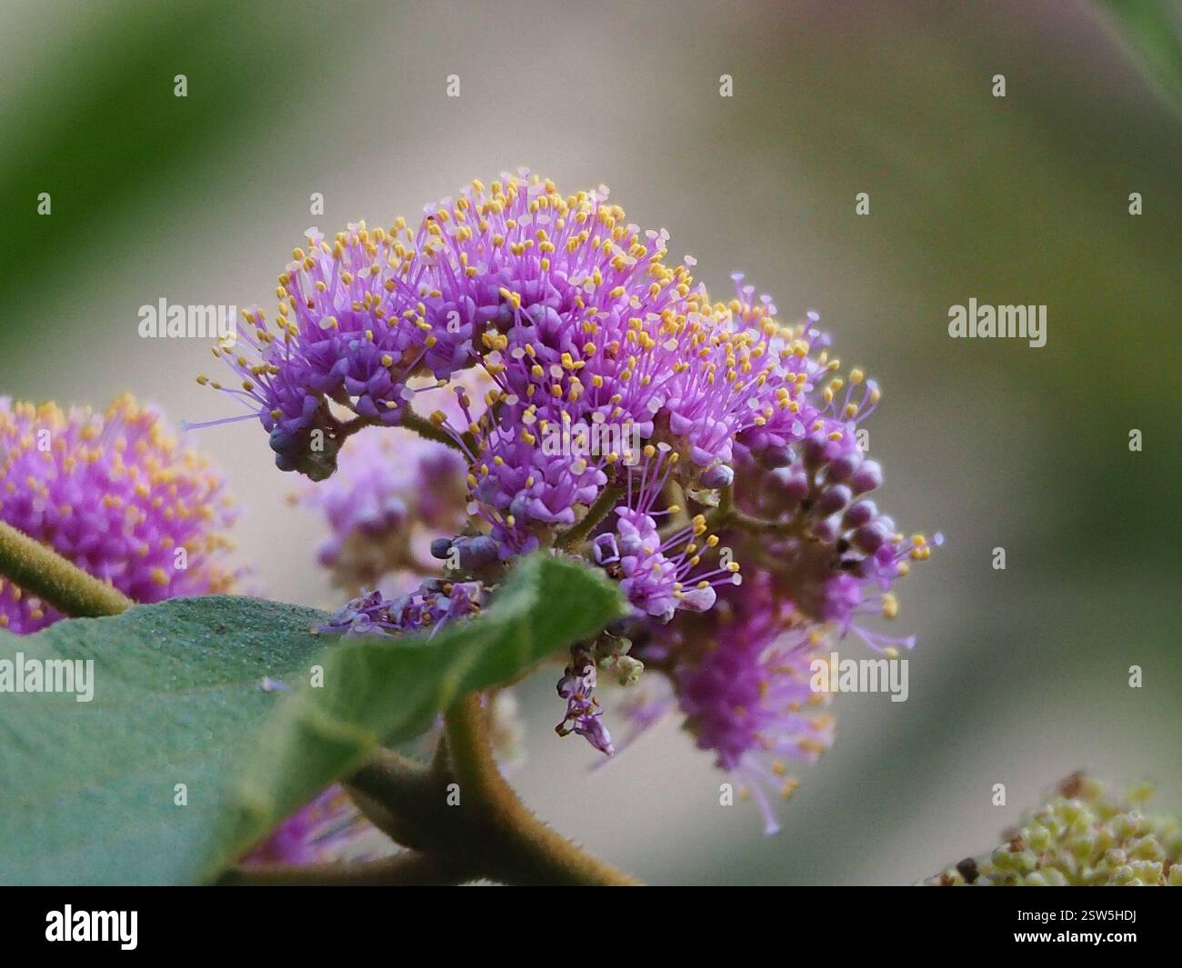 (Callicarpa formosana formosana), Plantae, 台灣台北 Stock Photo - Alamy