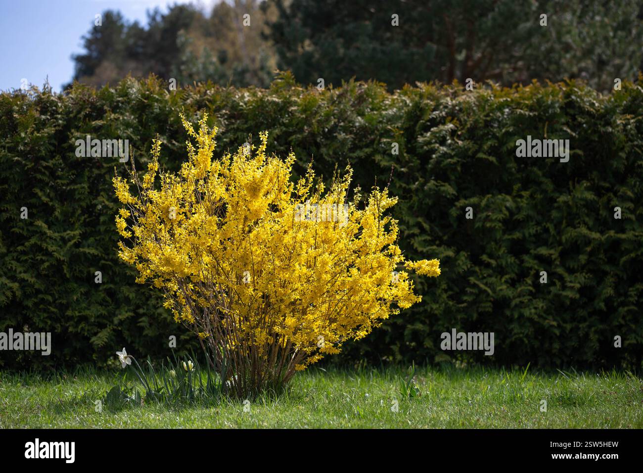 Bright yellow forsythia bush in full bloom against lush green hedge ...