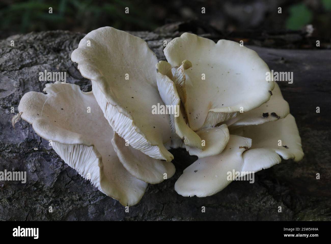 Oyster Mushroom (Pleurotus ostreatus), Fungi, Spike Island, Lower Church Street, Widnes, Halton ...