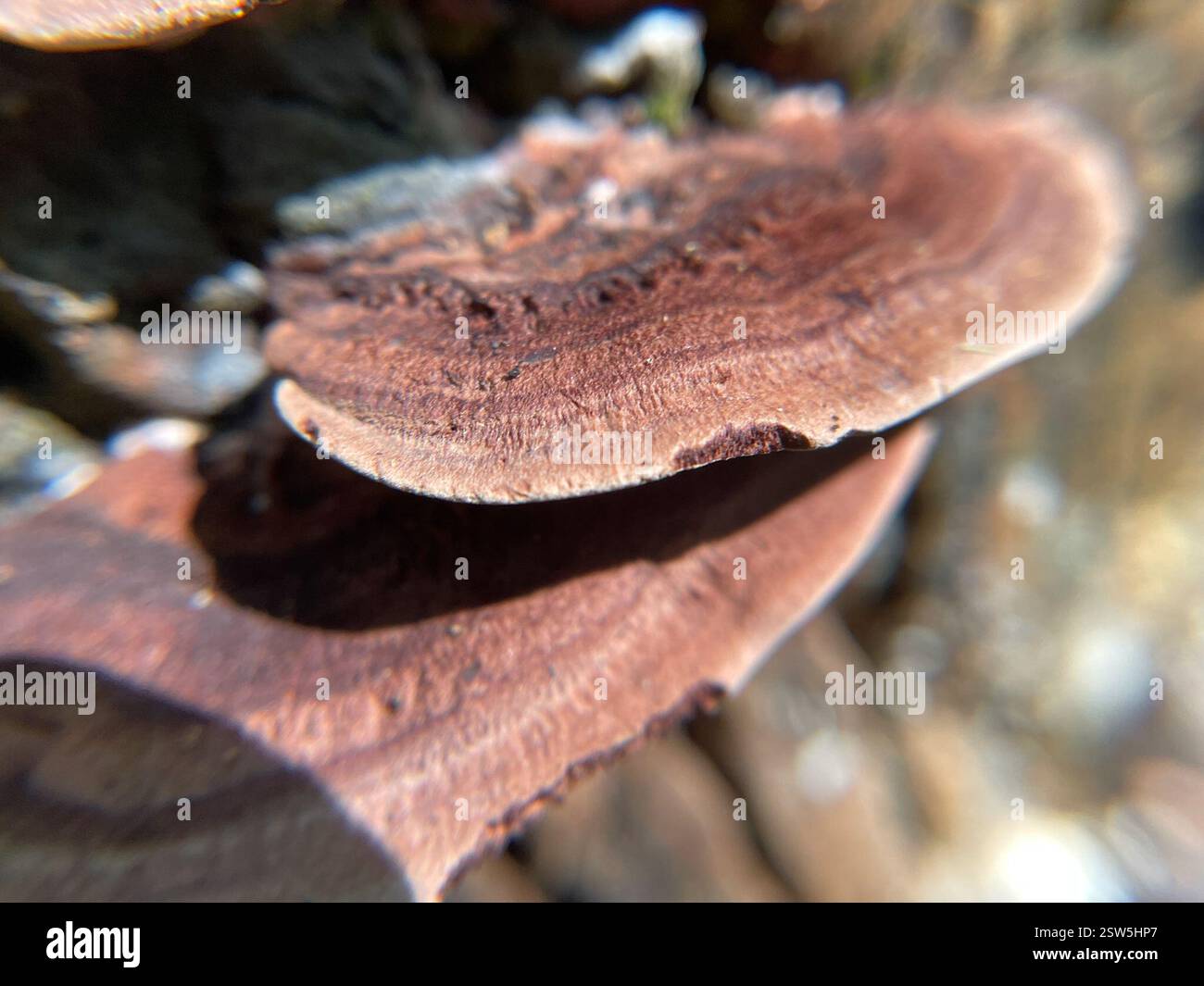 shelf fungi (Polyporales), Fungi, Pahala, HI 96777, USA Stock Photo - Alamy