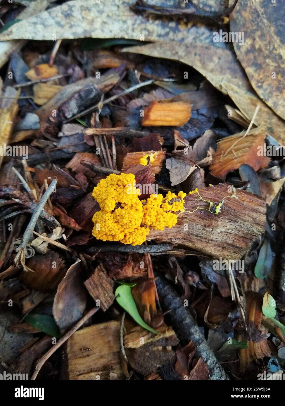insect-egg slime (Leocarpus fragilis), Protozoa, Melbourne VIC, Australia, Growing on mulch ...