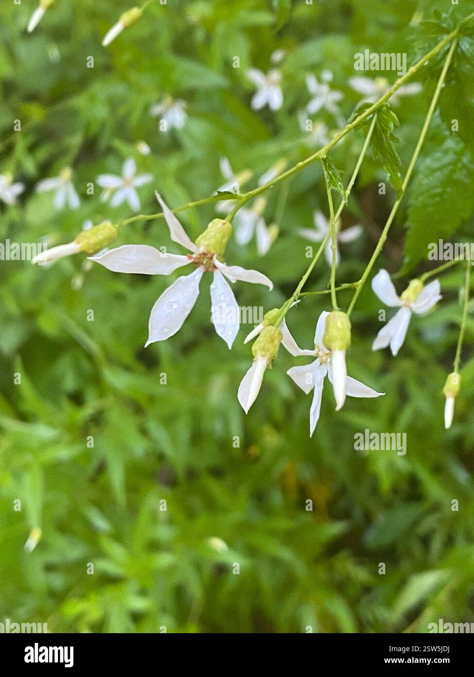American ipecac (Gillenia stipulata), Plantae, Ozark-St. Francis ...