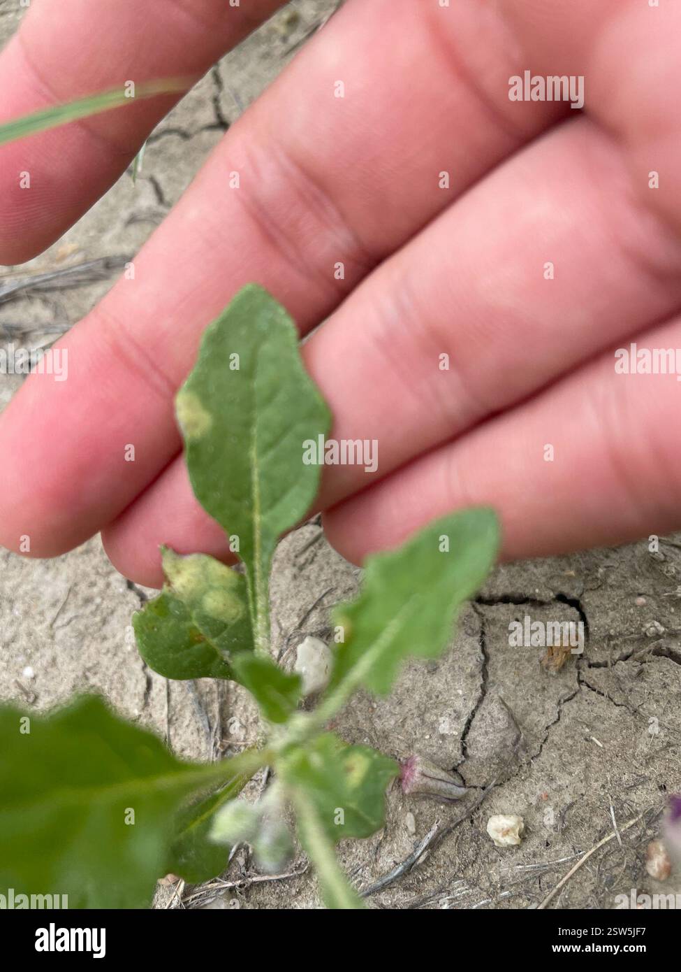 purple groundcherry (Quincula lobata), Plantae, Pawnee National ...