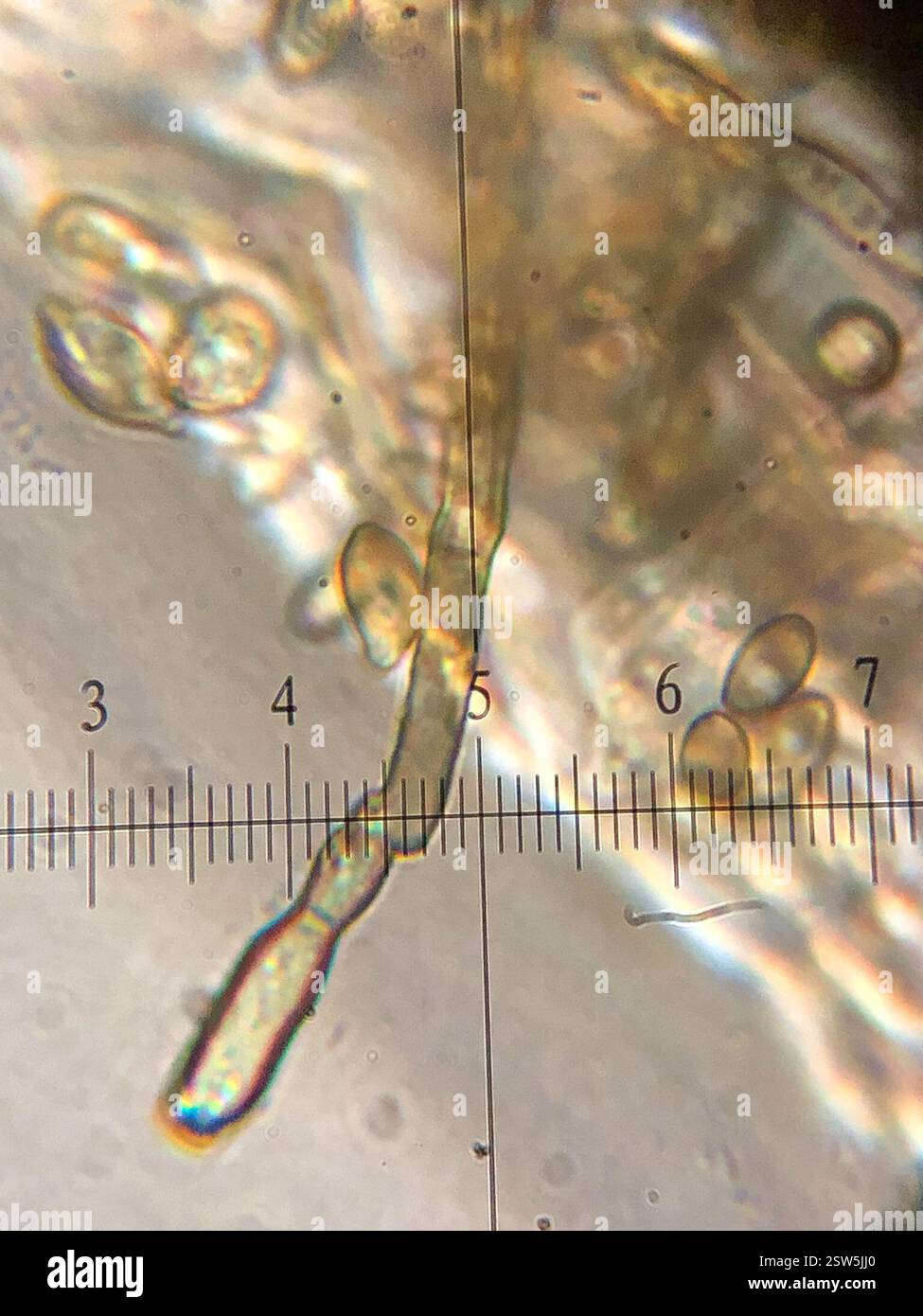 Fungi Including Lichens (Fungi), Fungi, Mamich Cir, Saanich, BC, CA, ex ...