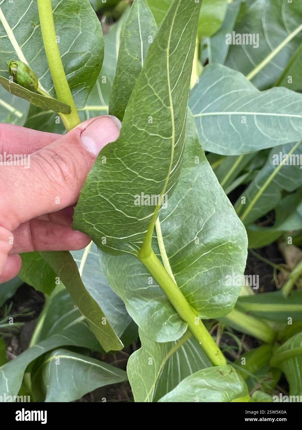 northern mule's ears (Wyethia amplexicaulis), Plantae, Anatone, WA, US ...