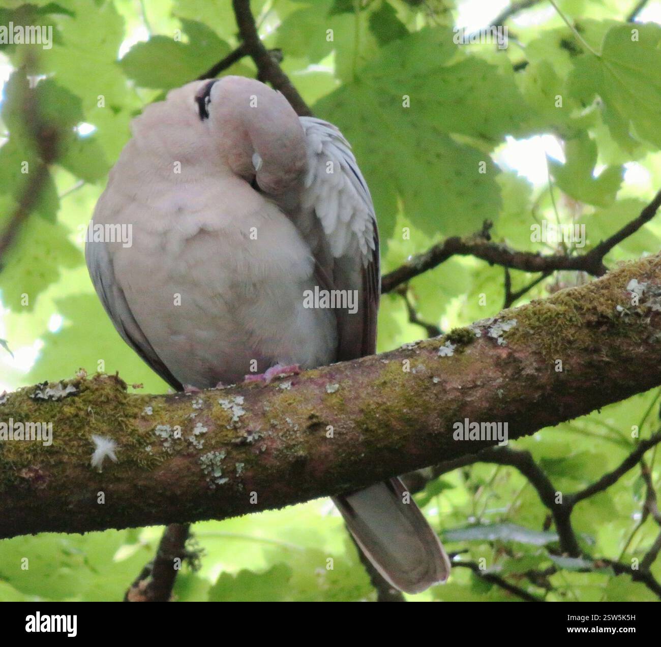 Eurasian Collared-Dove (Streptopelia decaocto), Aves, Lochwinnoch RSPB ...