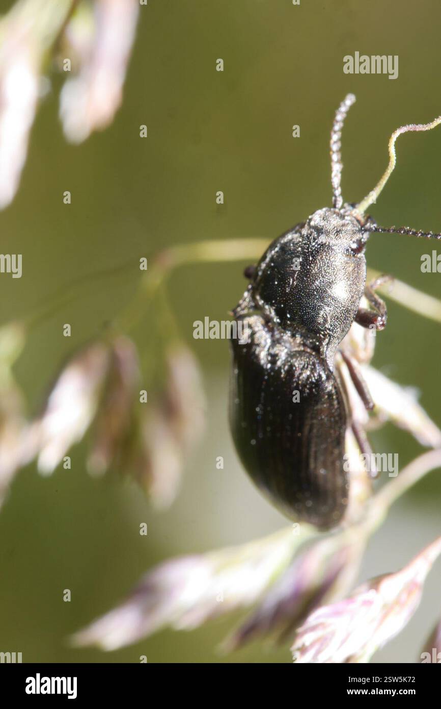 (Selatosomus gravidus), Insecta, 34516 Vöhl, Deutschland Stock Photo ...