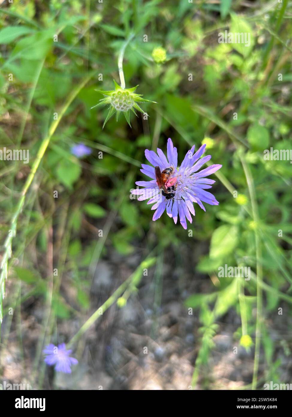 Mining Bees (Andrena), Insecta, Bucine, Toscana, IT Stock Photo - Alamy
