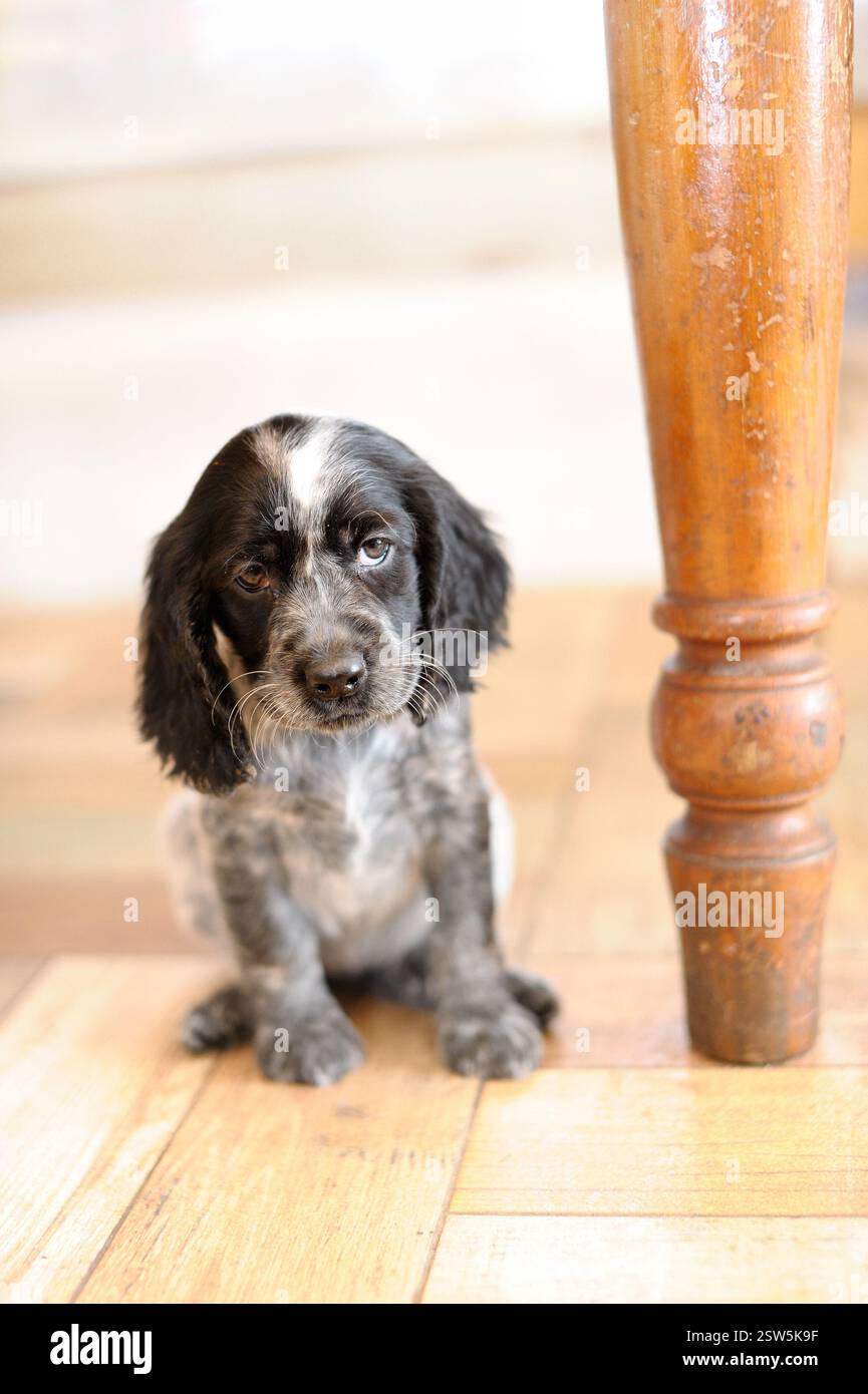 Spaniel puppy near tables leg Stock Photo - Alamy