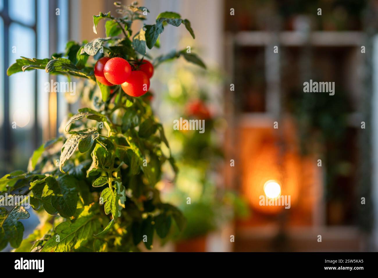 Pflanzenlampen hi-res stock photography and images - Alamy