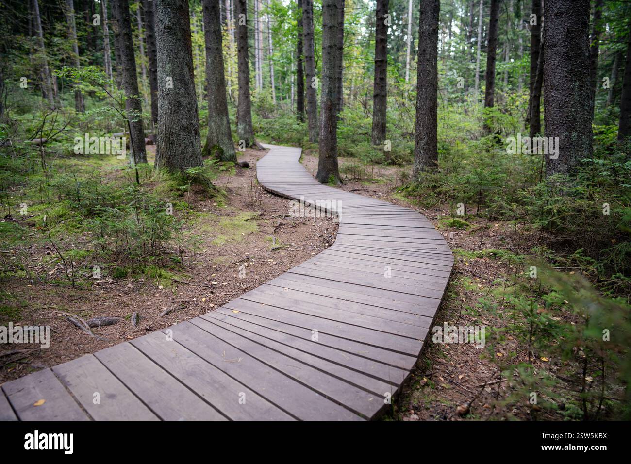 Empty ecological trail in dense dark coniferous forest in autumn ...