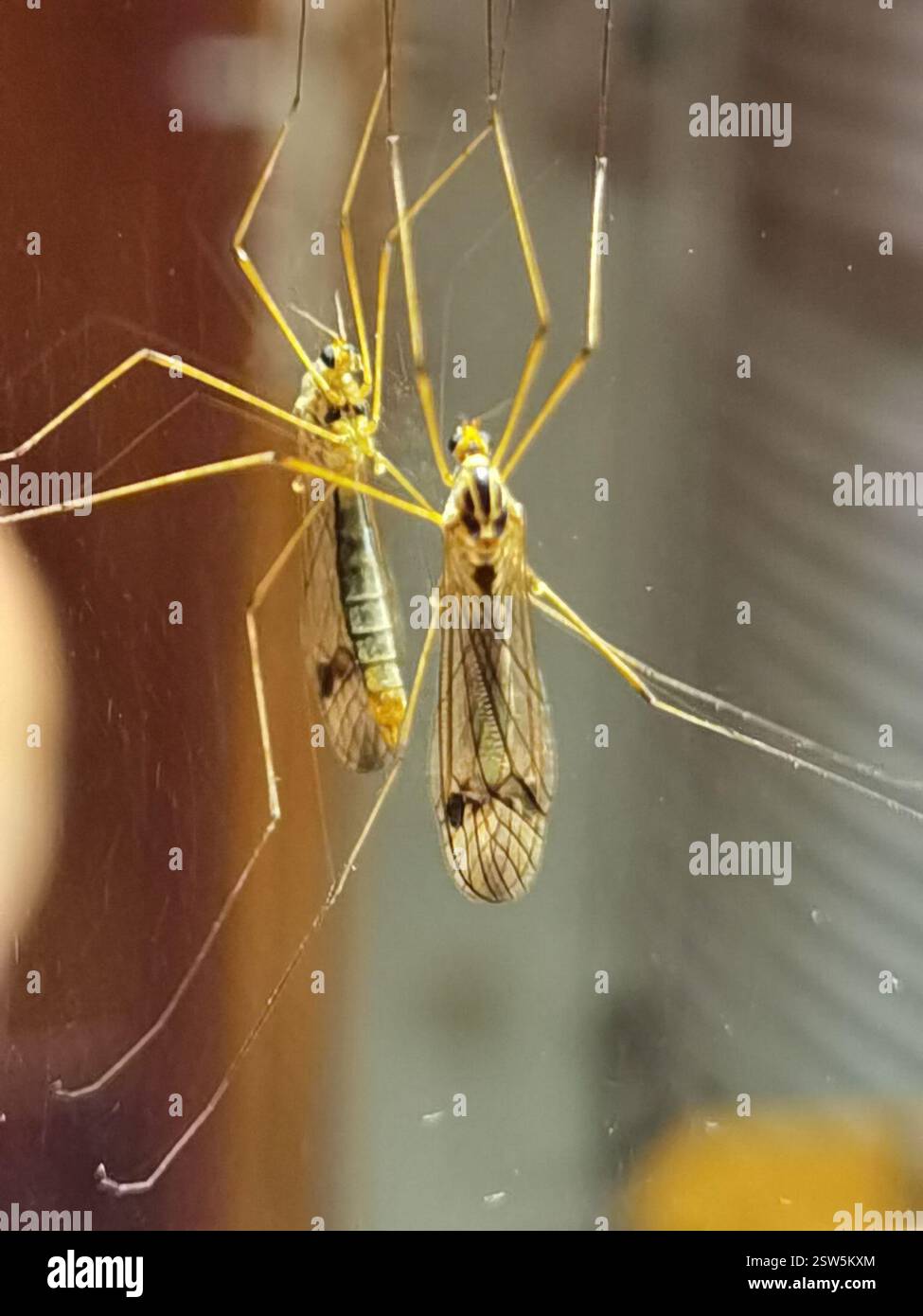 four-spotted cranefly (Nephrotoma quadrifaria), Insecta, Niedersachsen ...