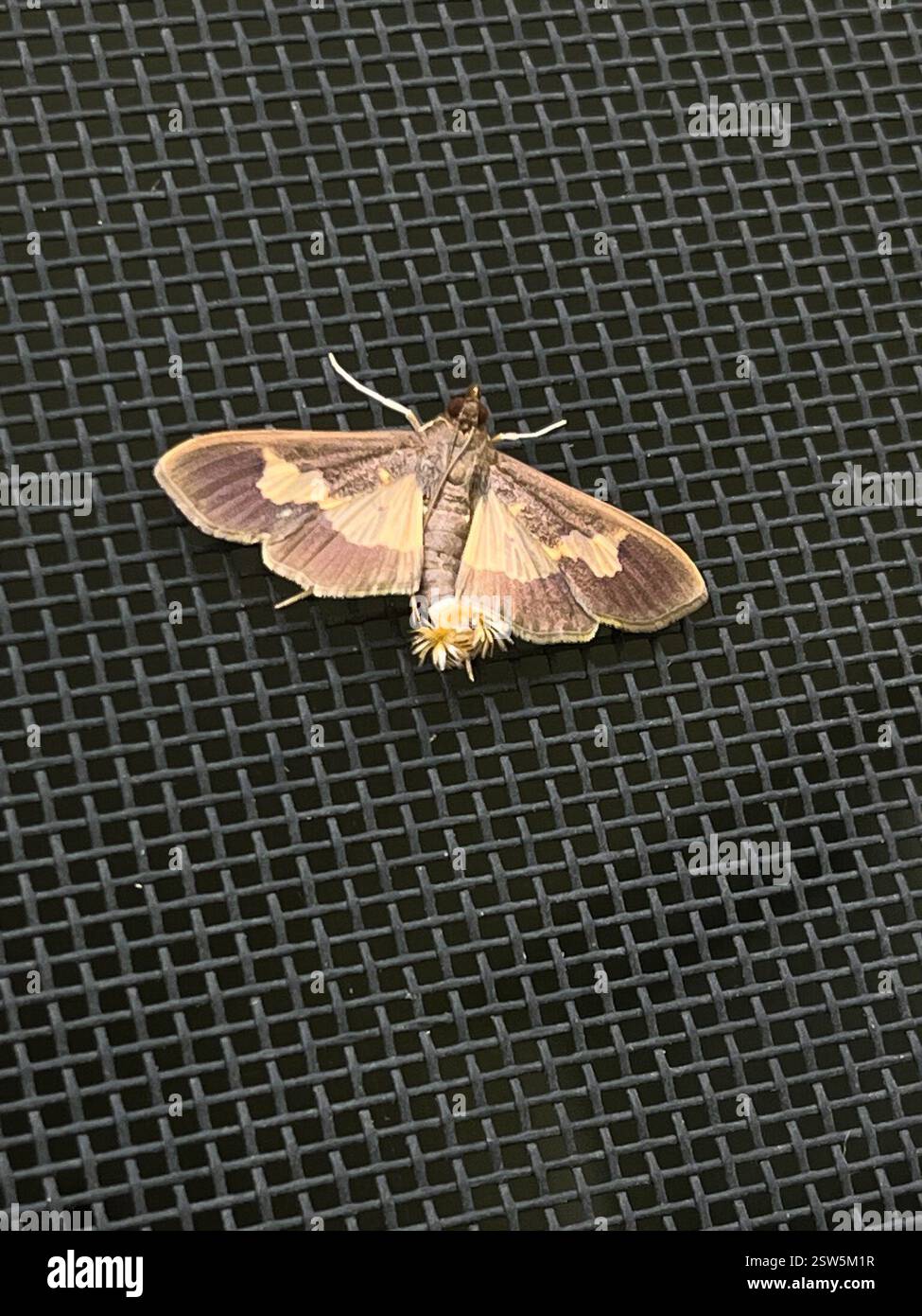 Pickleworm Moth (Diaphania nitidalis), Insecta, Florida, US Stock Photo ...