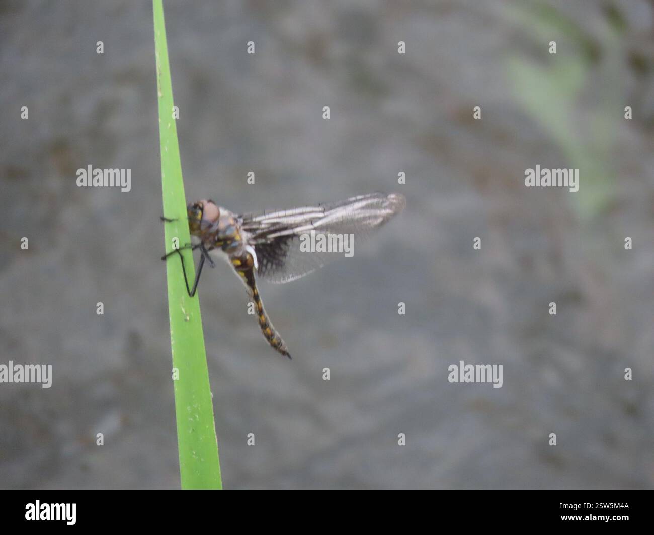 Common Baskettail (Epitheca cynosura), Insecta, Kenora, ON P0V, Canada ...