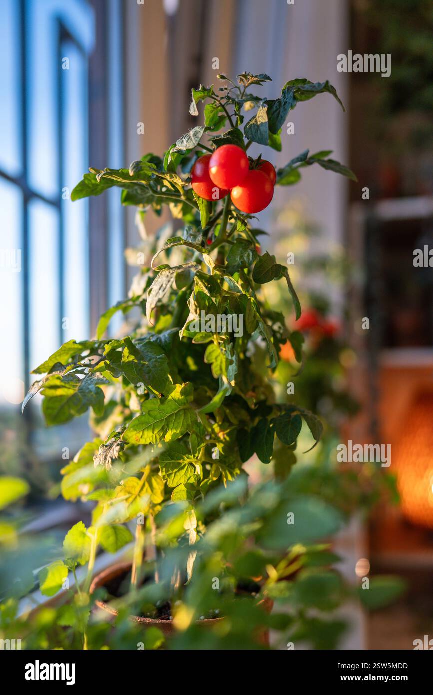 Closeup of ripe red cherry tomatoes first appear on branch of plant in ...