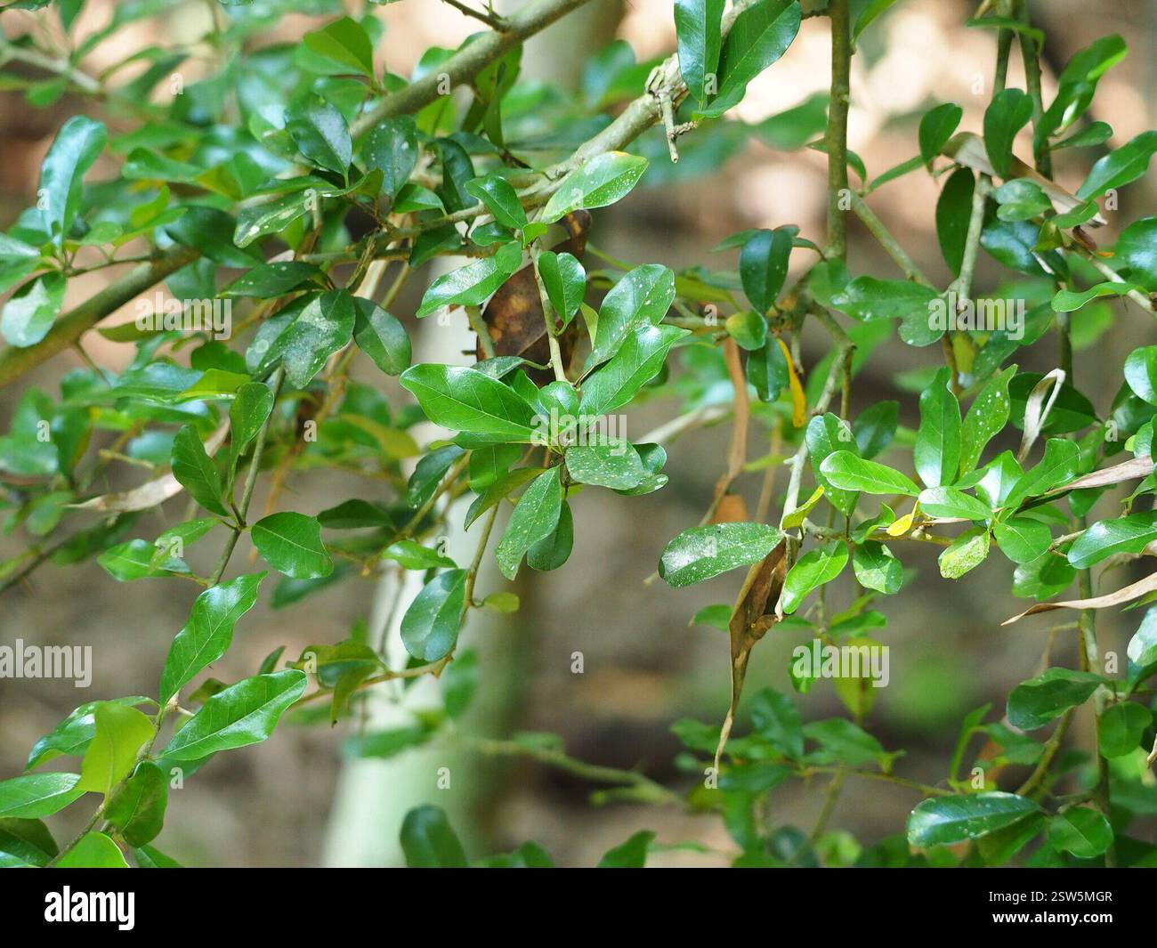 Cockspur Thorn (Maclura cochinchinensis), Plantae, 台灣新北市 Stock Photo ...