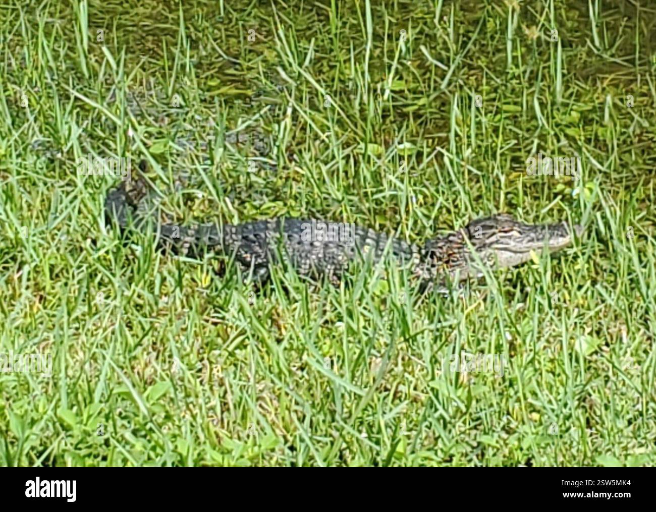 American Alligator (Alligator mississippiensis), Reptilia, Lake Alice ...