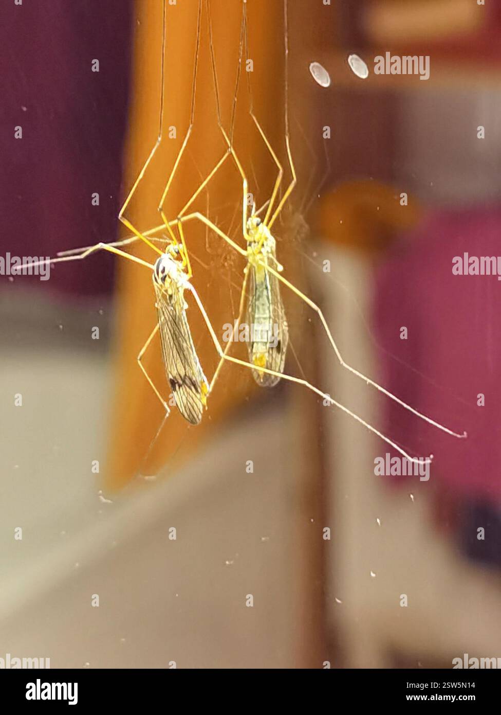 four-spotted cranefly (Nephrotoma quadrifaria), Insecta, Niedersachsen ...