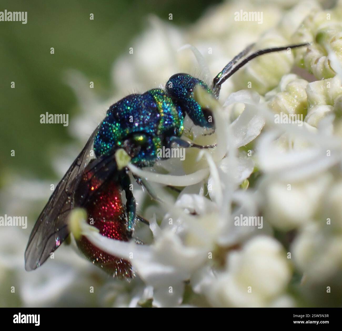 Ruby-tailed Cuckoo Wasps (Chrysis ignita), Insecta, Troup Ward, Banff ...