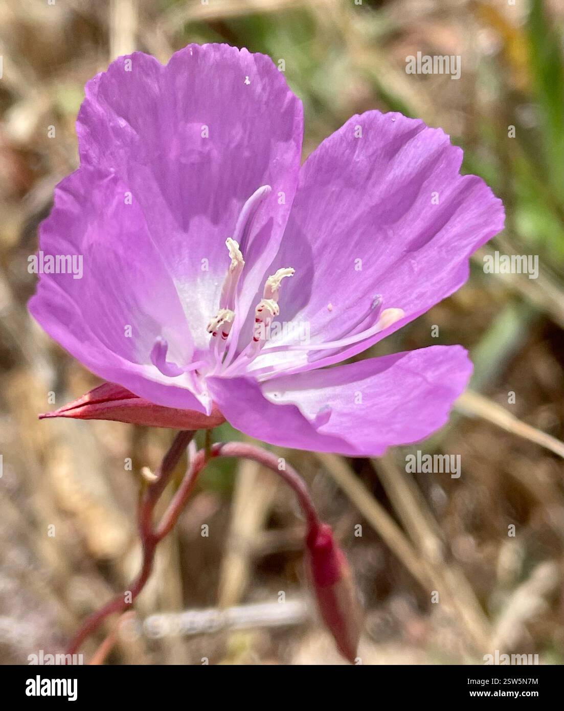 Lewis' Clarkia (Clarkia lewisii), Plantae, California, US, COMPARE 2 ...