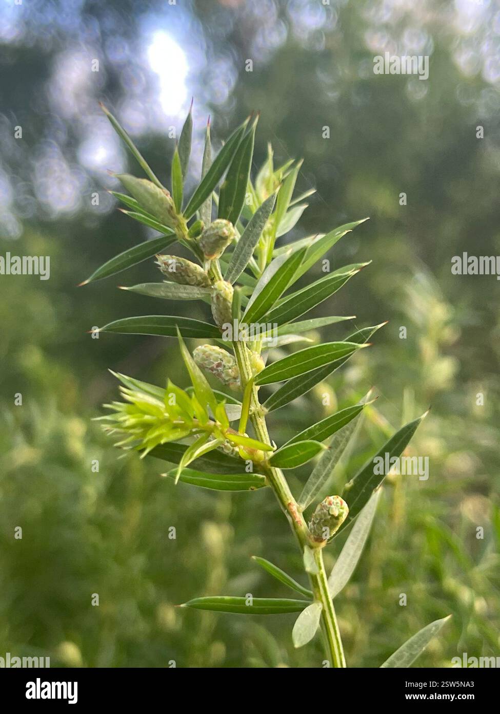 broad-leaf Prickly moses (Acacia verticillata ruscifolia), Plantae ...