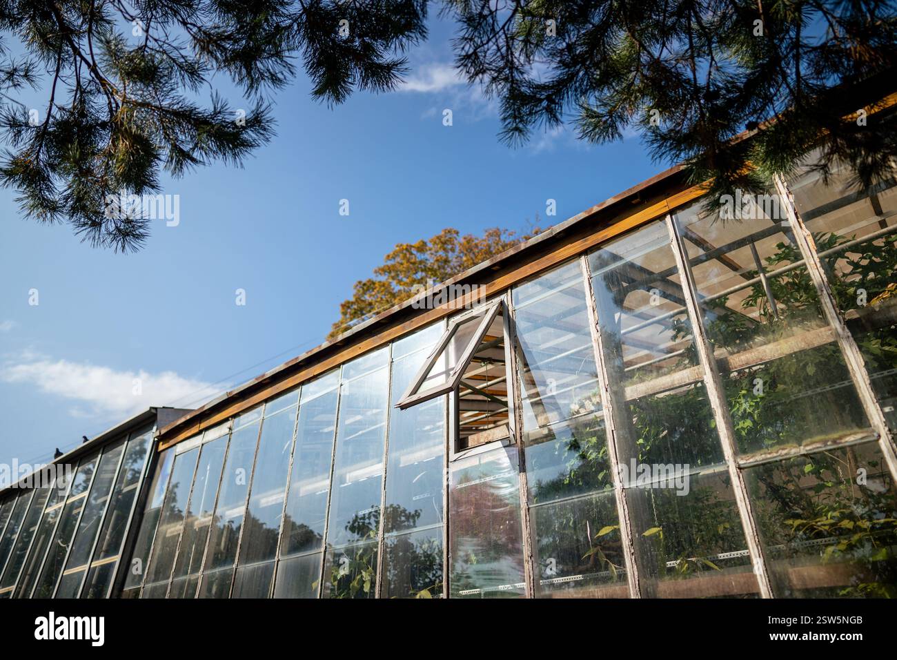 Open windows vents in greenhouse for ventilation with tropical plants ...